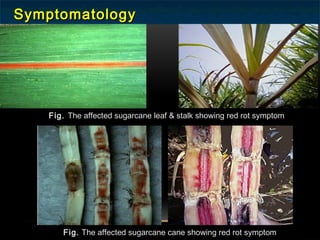 IDM MODEL OF RED ROT OF SUGERCANE By Md. Kamaruzzaman Shakil | PPT