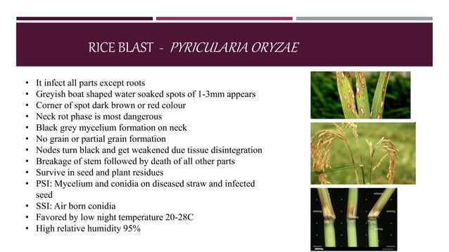Integrated Disease management of paddy PPT | PPTX | Agriculture ...