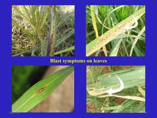 integrated disease management in ragi | PPT