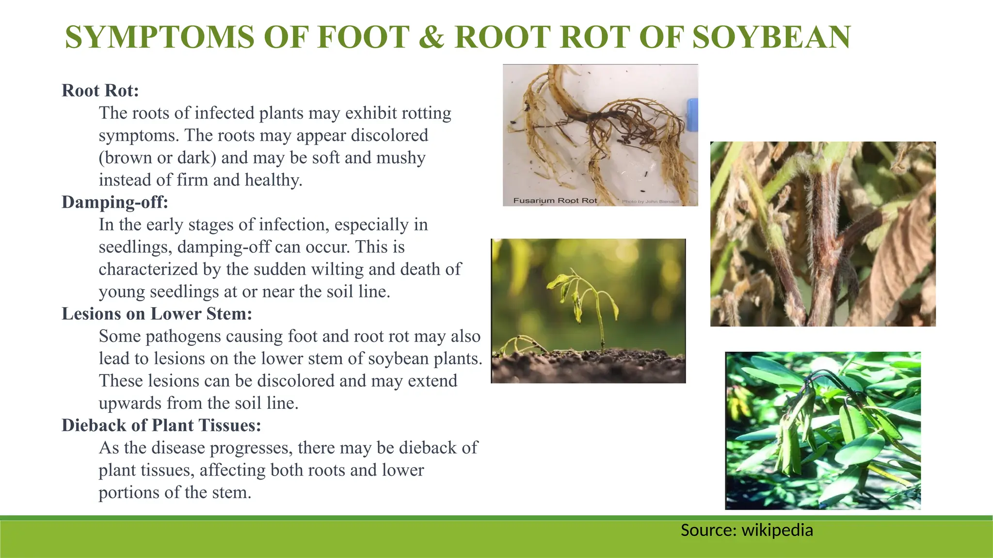 Integrated Disease Management of soybean | PPTX