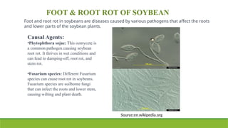 Integrated Disease Management of soybean | PPTX