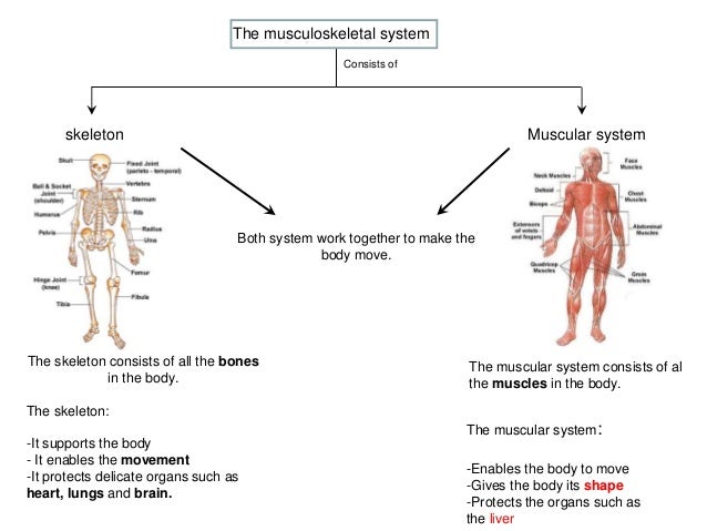 General Anatomy And Musculoskeletal System