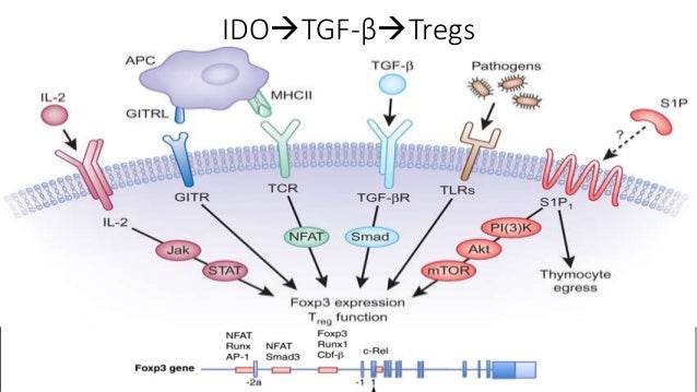 IDO pathway from bench to clinic