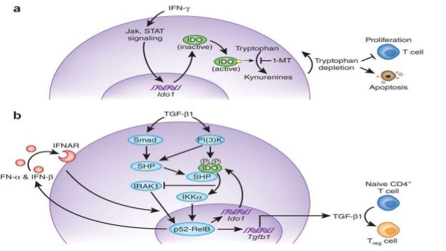 IDO pathway from bench to clinic