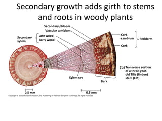 Plant Growth | PPT