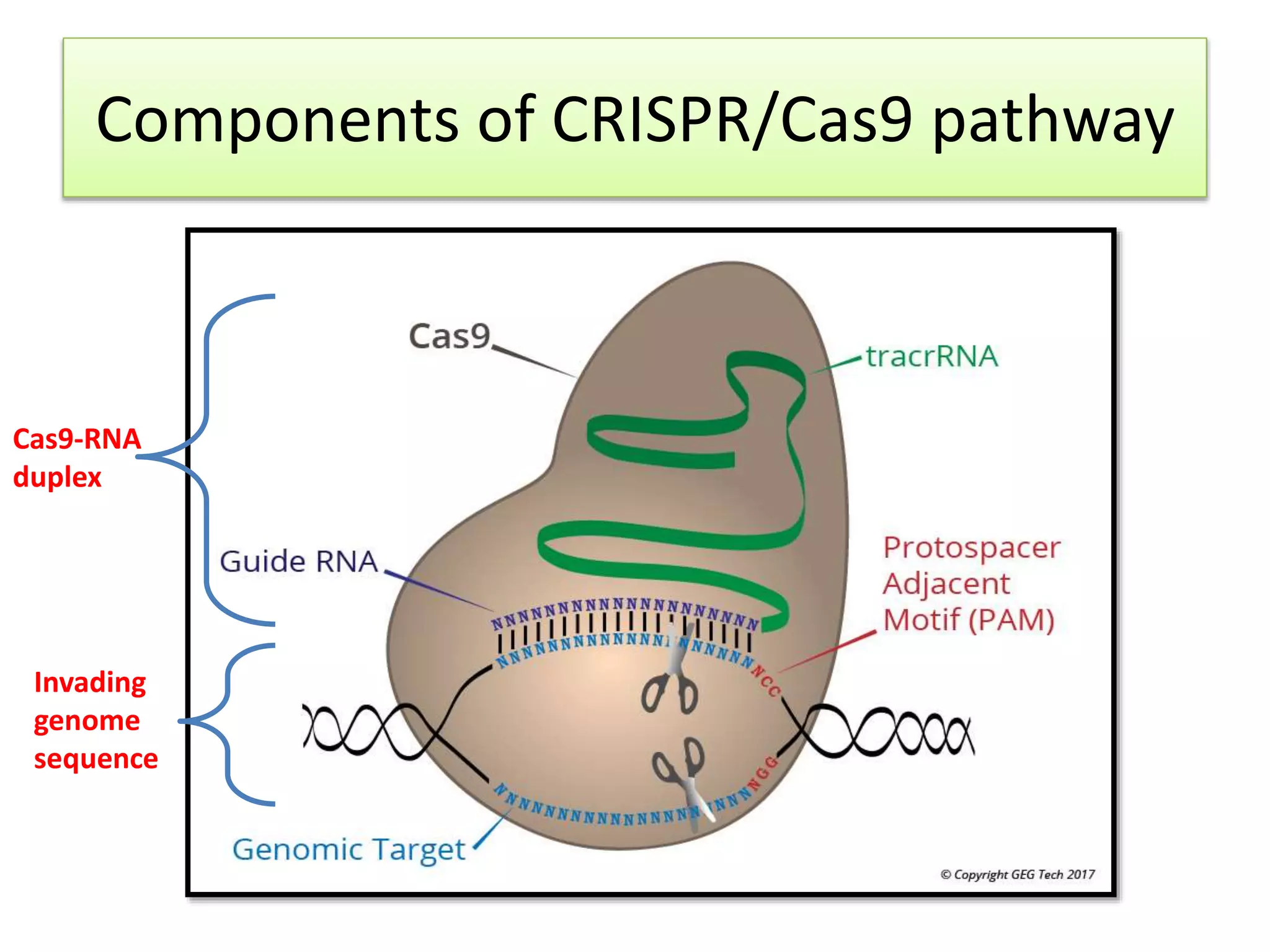 CRISPR/Cas9: A New Avenue for Aquaculture Biomedicine | PPTX