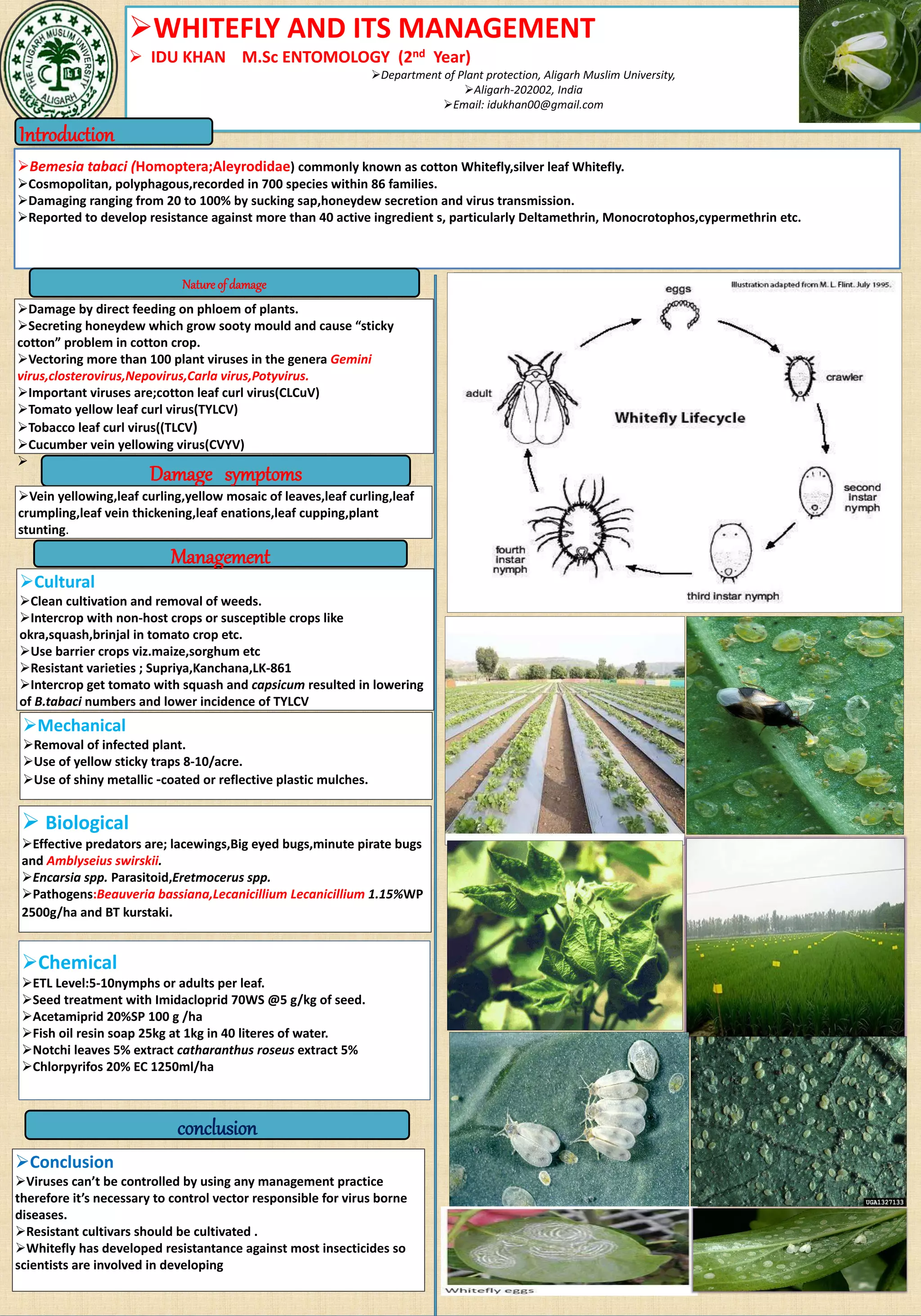 WHITEFLY MANAGEMENT | PPTX