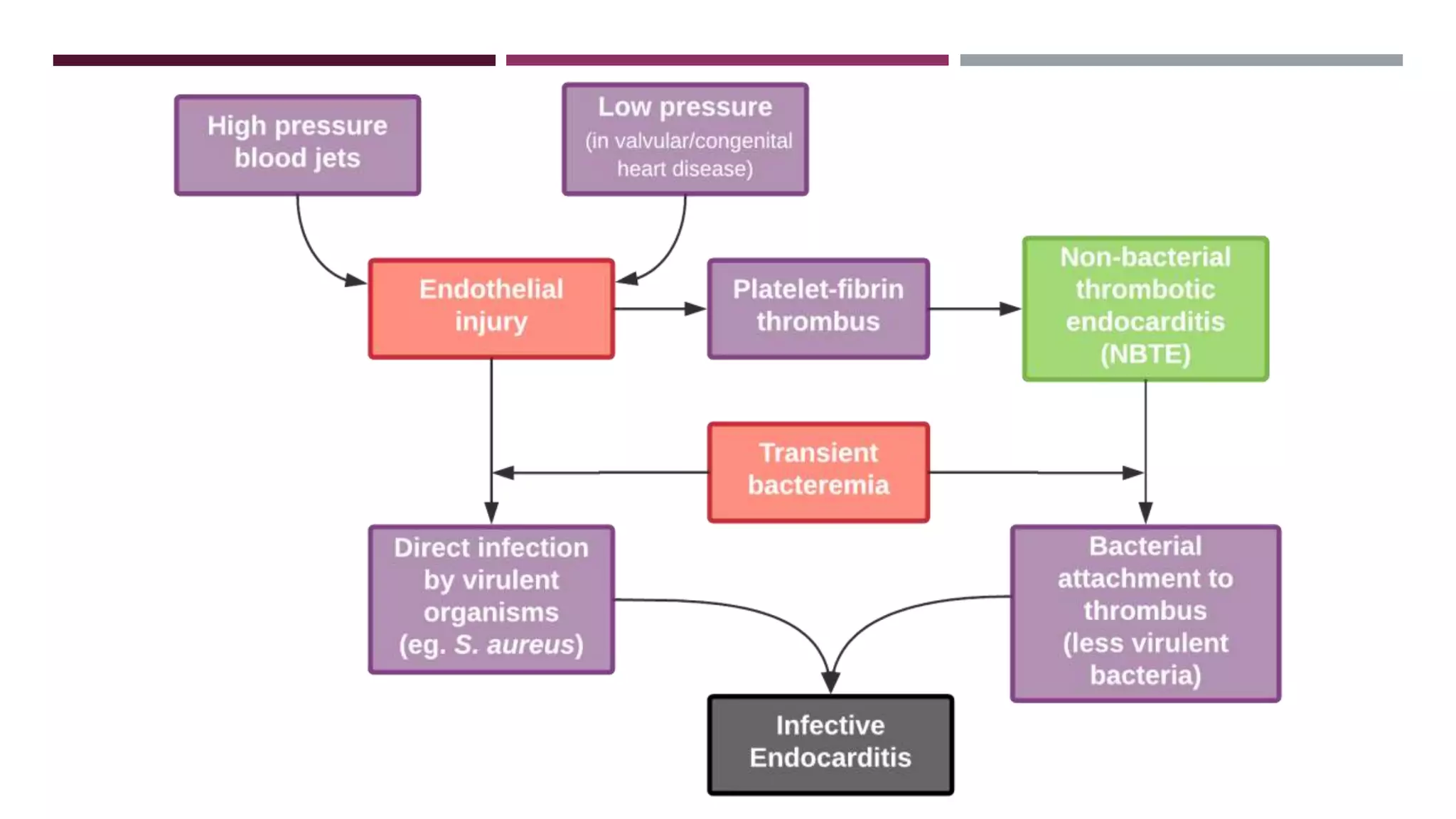 Infective Endocarditis | PPT