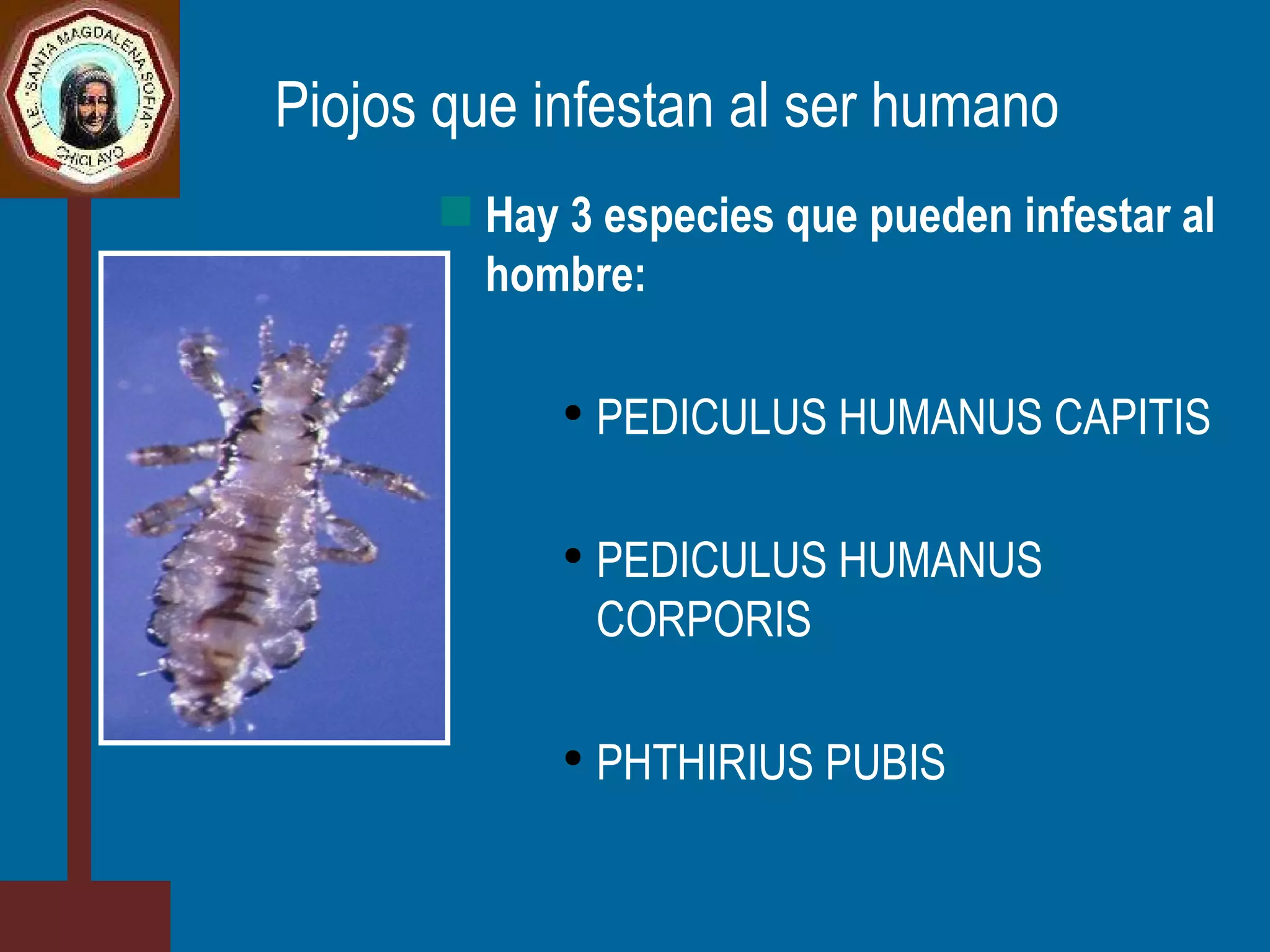 Ie.sofía campaña de pediculosis | PPT