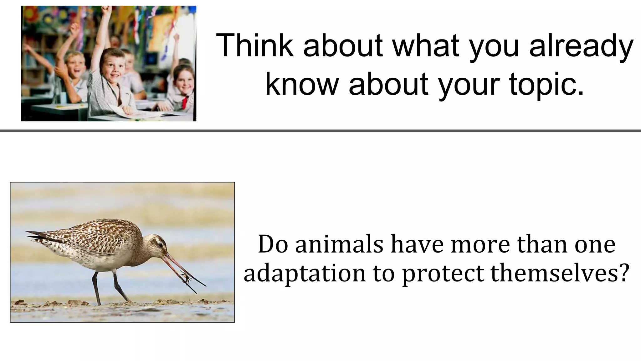 Lesson 4 animal adaptations (the long, long journey the godwit_s ...