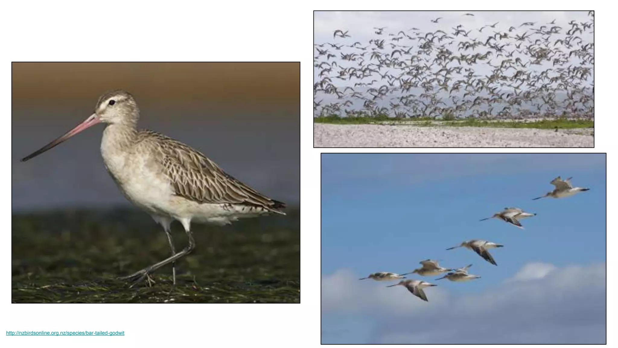 Lesson 4 animal adaptations (the long, long journey the godwit_s ...