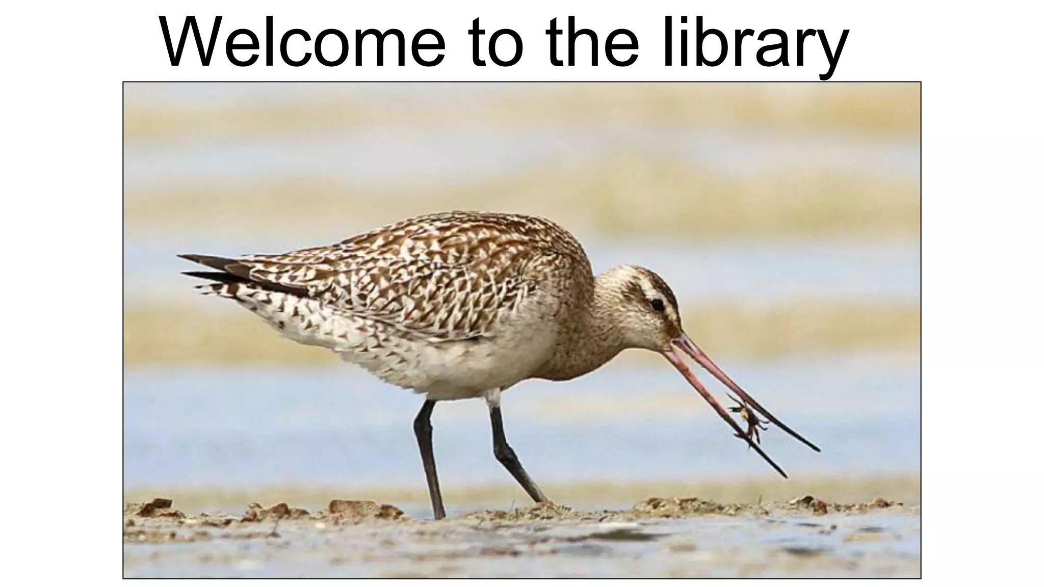 Lesson 4 animal adaptations (the long, long journey the godwit_s ...