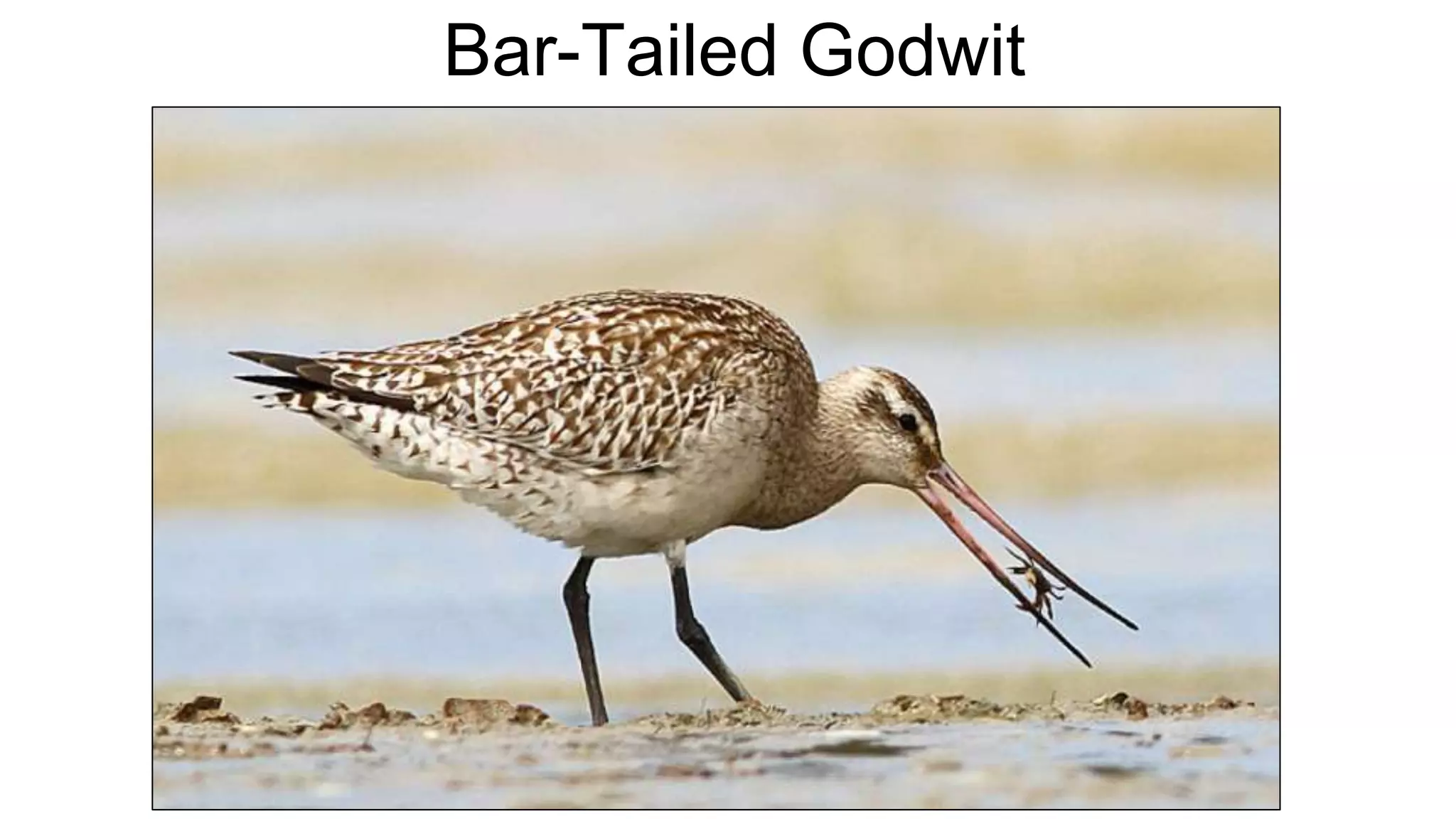 Lesson 4 animal adaptations (the long, long journey the godwit_s ...