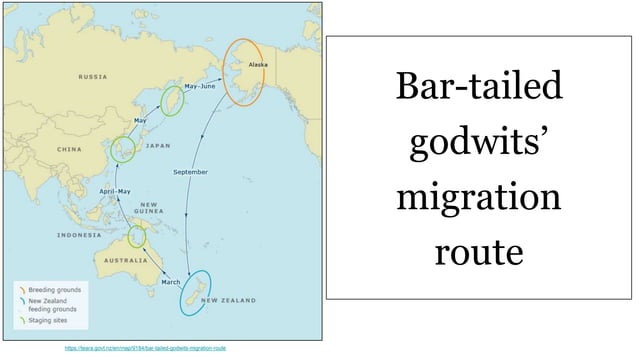 Lesson 4 animal adaptations (the long, long journey the godwit_s ...