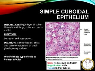Simple Cuboidal Epithelium Labeled 400x