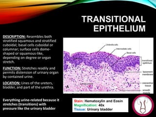 Transitional Epithelium Slide 40x