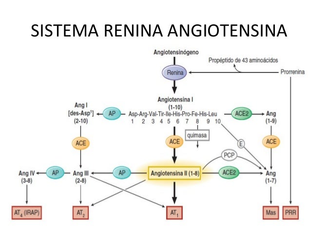 Inhibidores de la enzima convertidora de angiotensina (IECA) y antago…