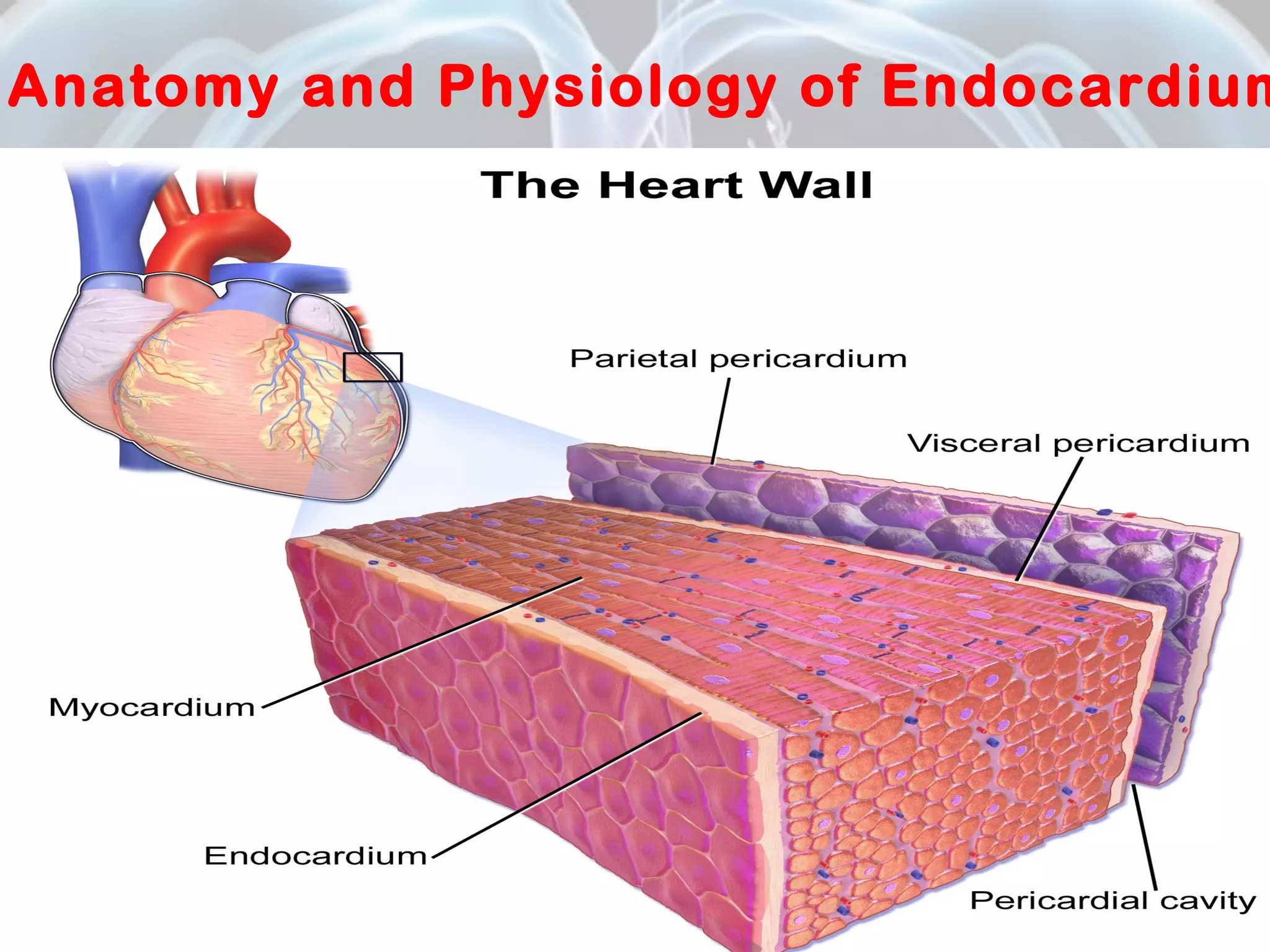 Infective Endocarditis | PPT