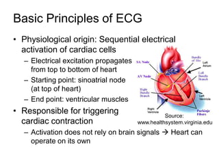 IEEE ECPhysiological origin: Sequential electrical activation of ...
