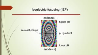 ISO ELECTRIC FOCUSING PRESENTATION OF LAB TECHNIQUE | PPTX