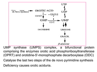 Orotic Aciduria Usmle