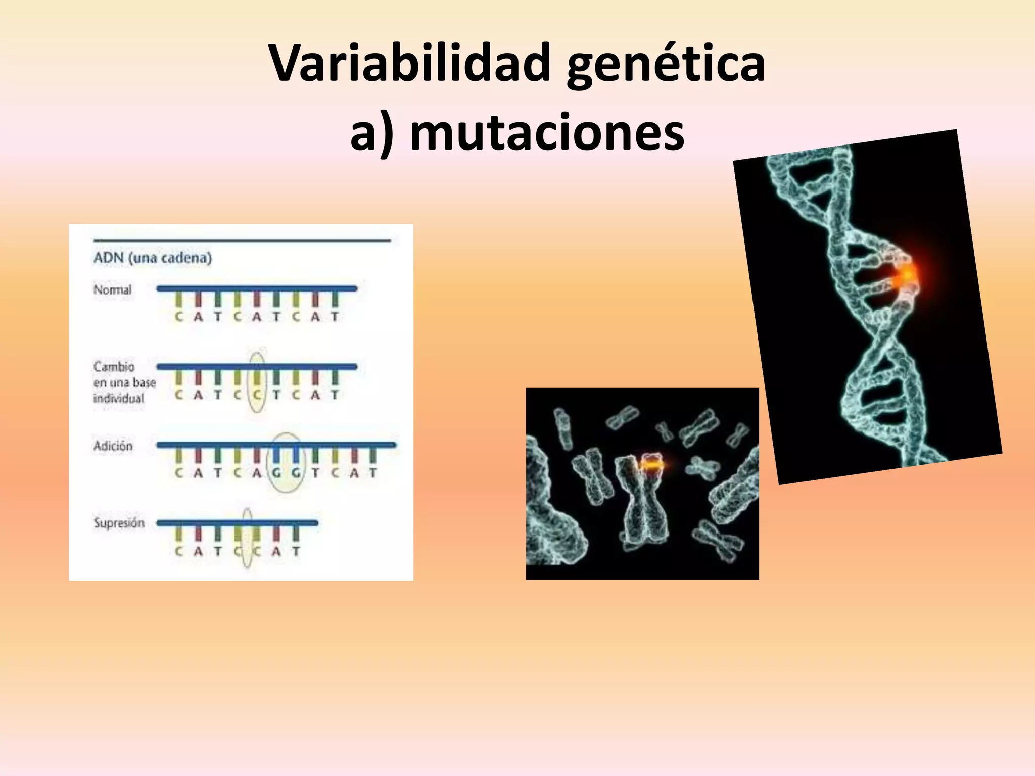 evolución III y I medio | PPT