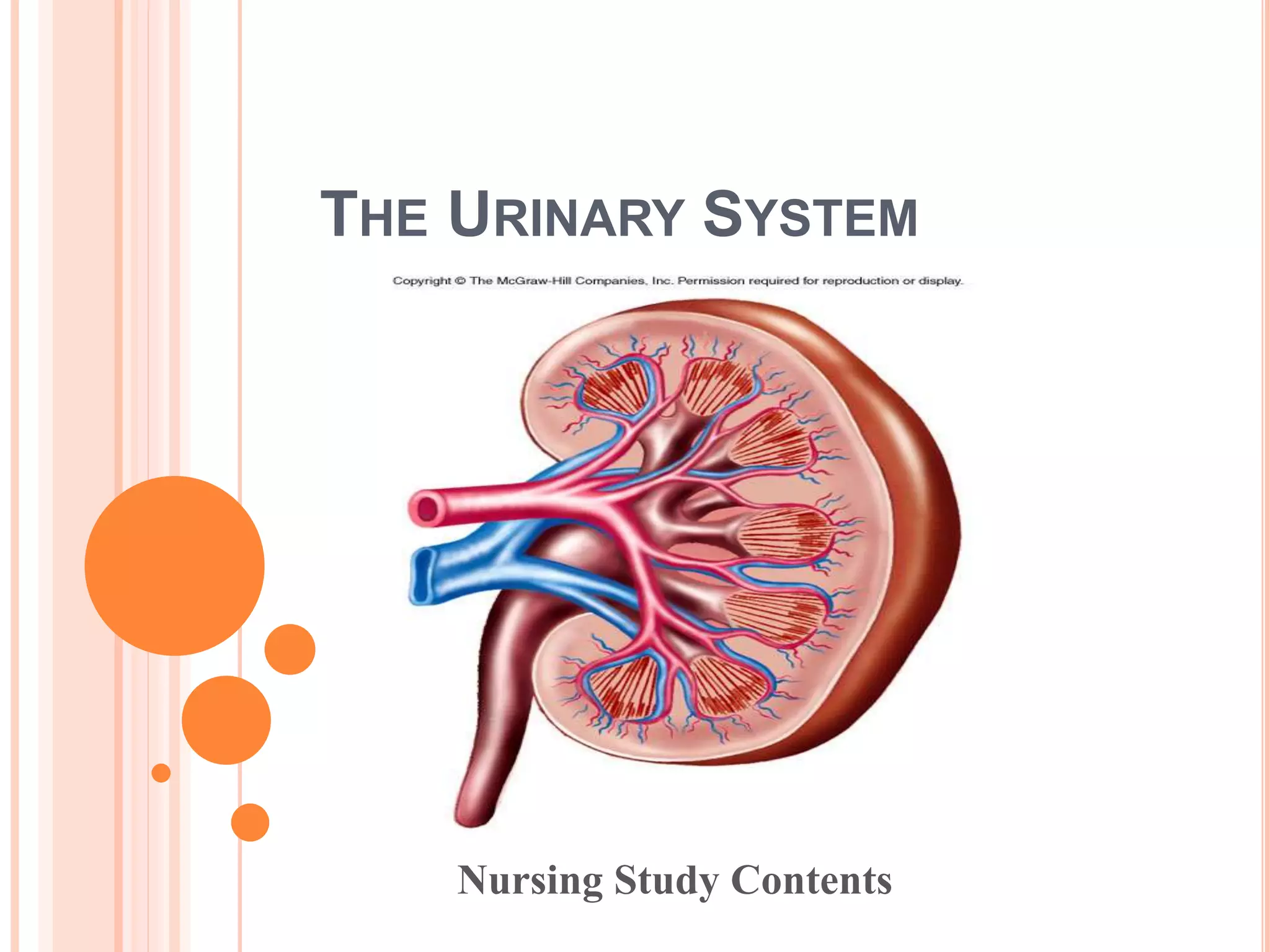 Anatomy and Physiology of Urinary System | PPT