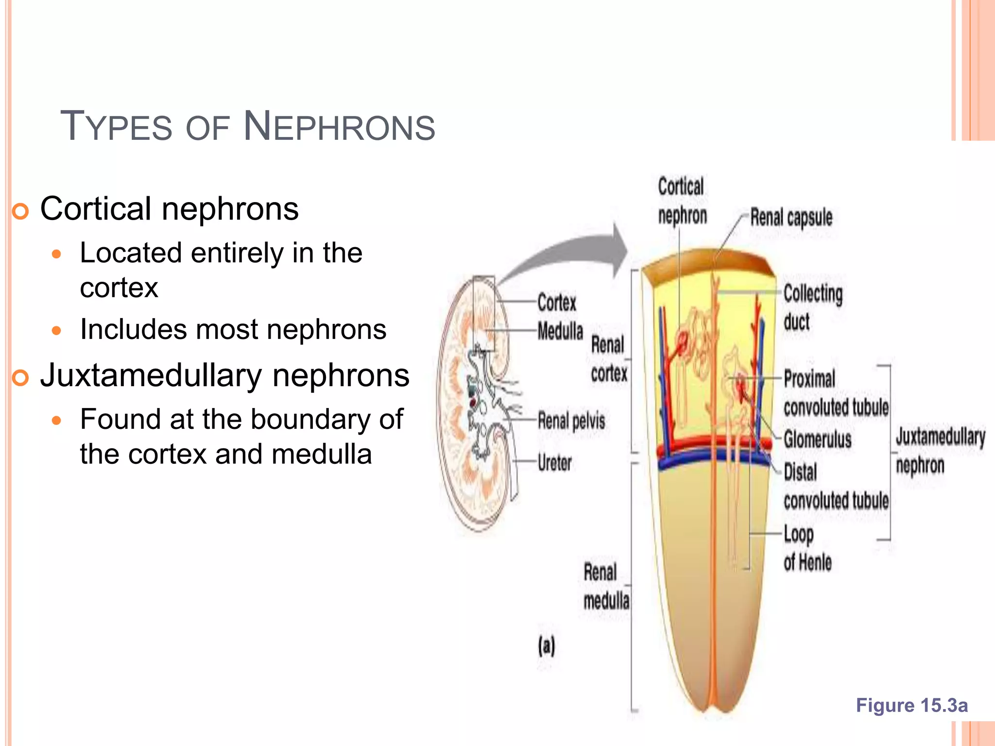 Anatomy and Physiology of Urinary System | PPT