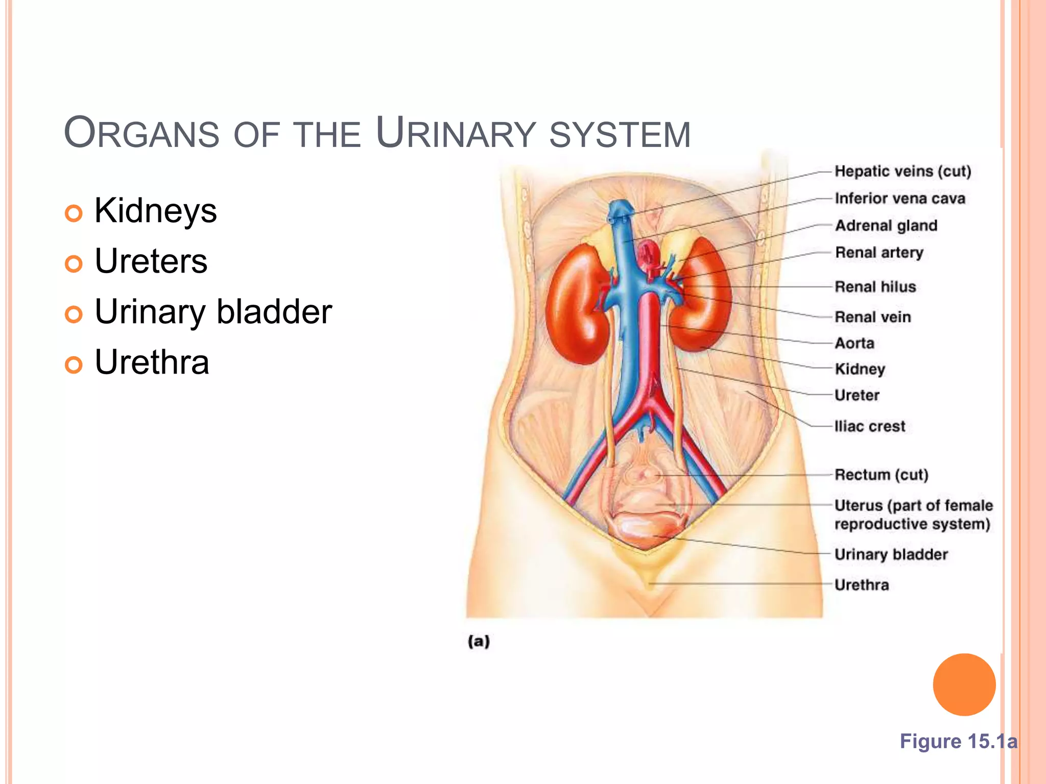 Anatomy and Physiology of Urinary System | PPT