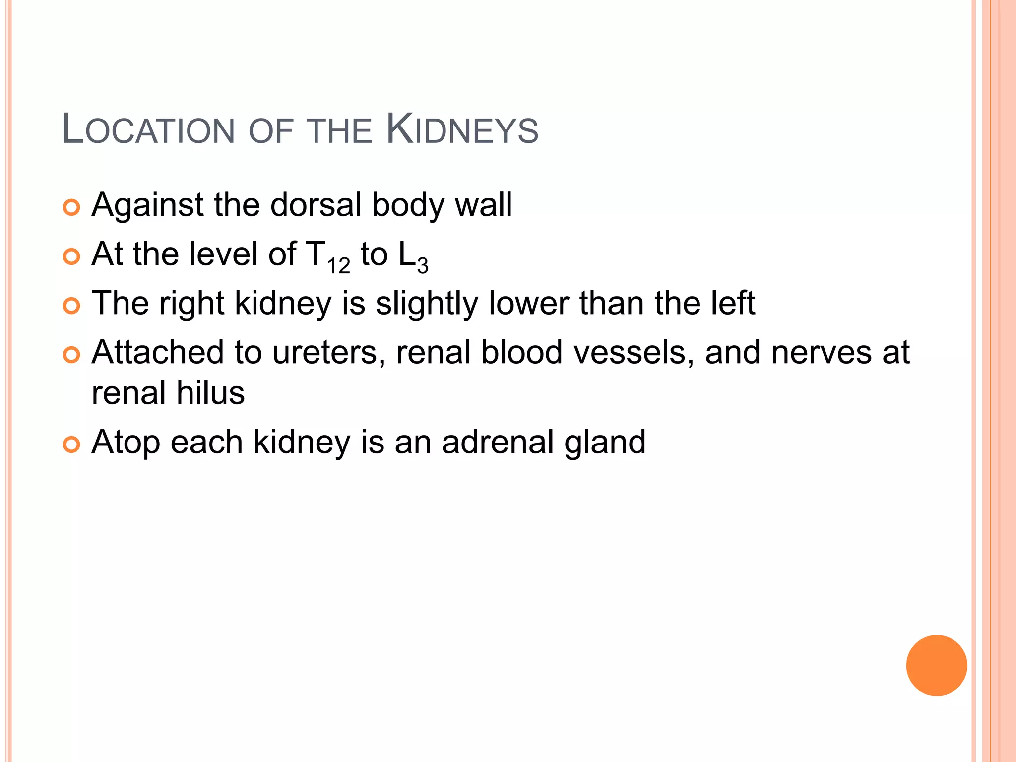 Anatomy and Physiology of Urinary System | PPT