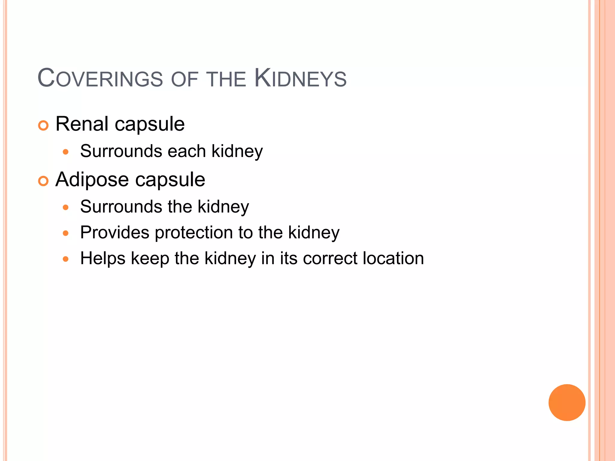 Anatomy and Physiology of Urinary System | PPT