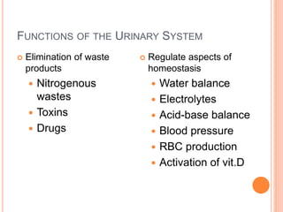 Anatomy and Physiology of Urinary System | PPT