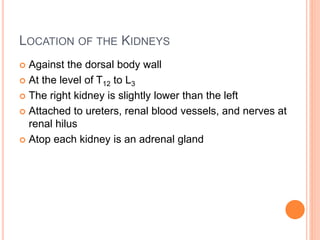 Anatomy and Physiology of Urinary System | PPT