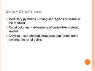 Anatomy and Physiology of Urinary System | PPT
