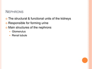 Anatomy and Physiology of Urinary System | PPT