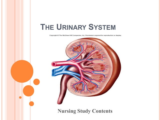 Anatomy and Physiology of Urinary System | PPT