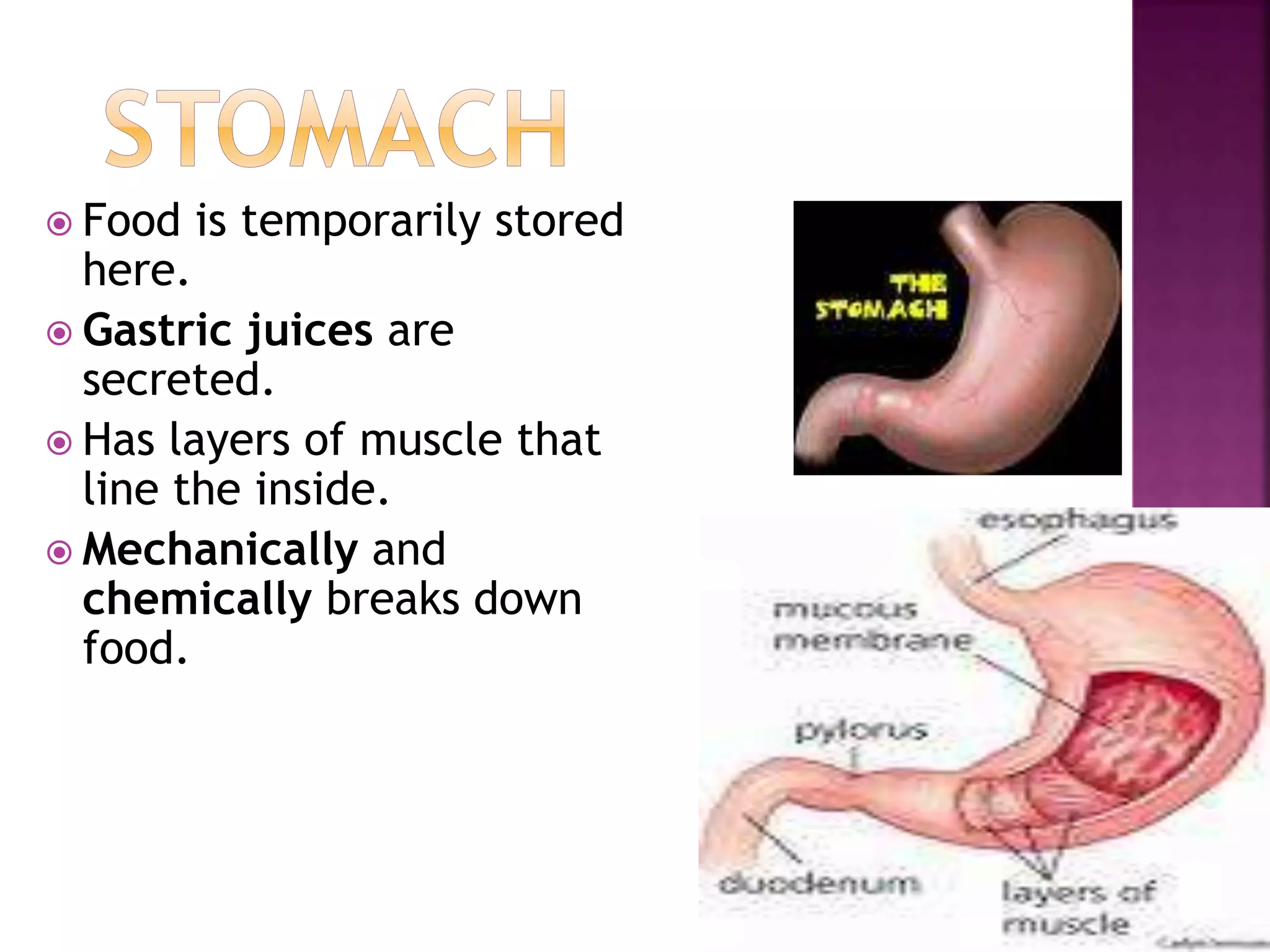 Anatomy and Physiology of Digestive System | PPT