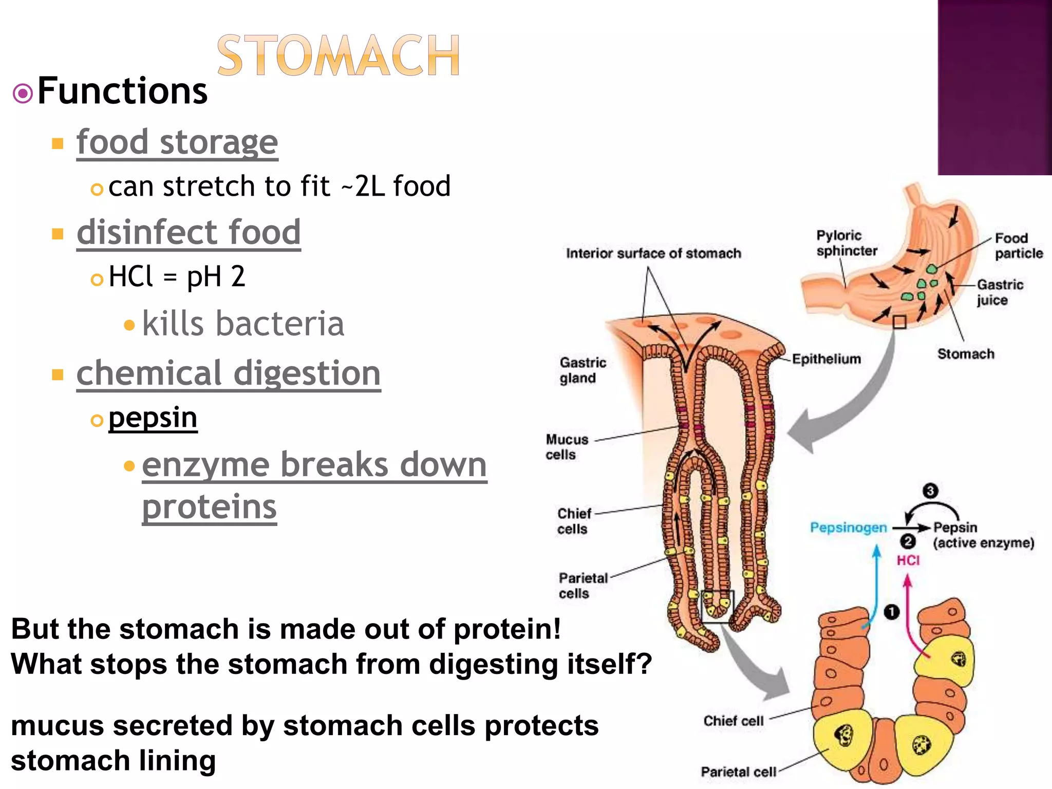 Anatomy and Physiology of Digestive System | PPT