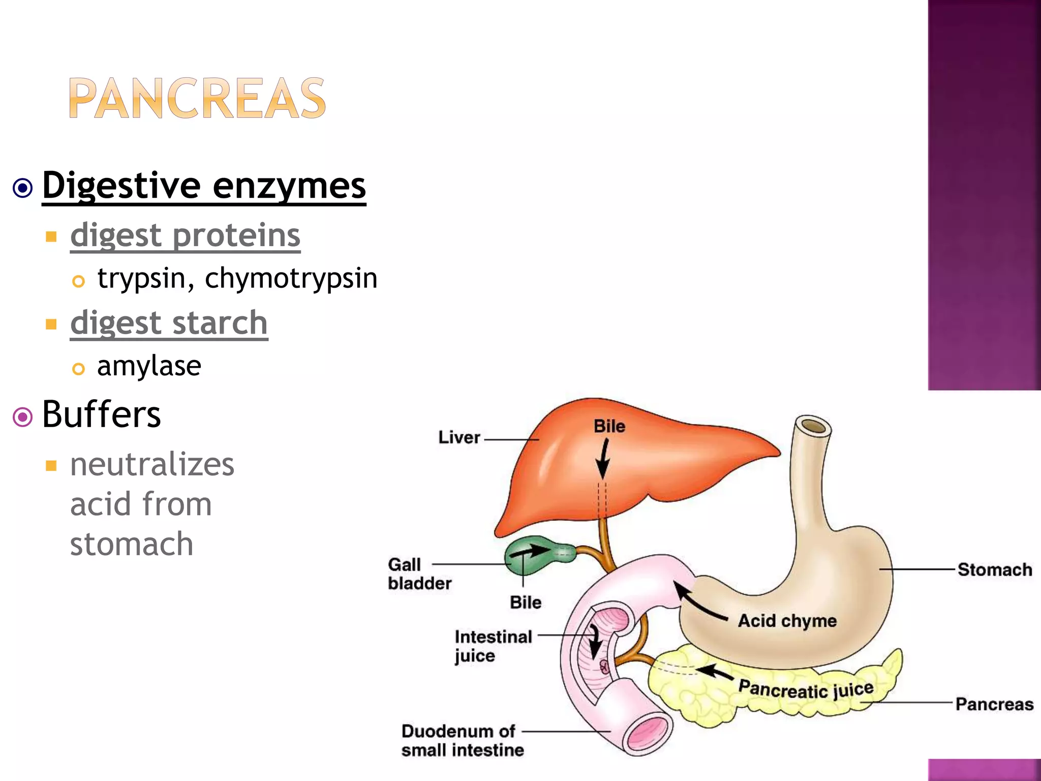 Anatomy and Physiology of Digestive System | PPT