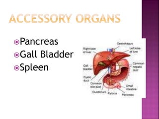 Anatomy and Physiology of Digestive System | PPT