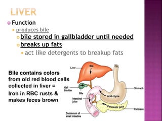 Anatomy and Physiology of Digestive System | PPT