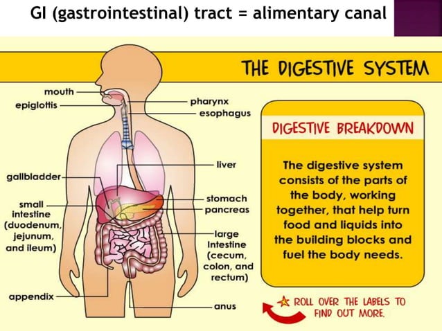 Anatomy and Physiology of Digestive System | PPT