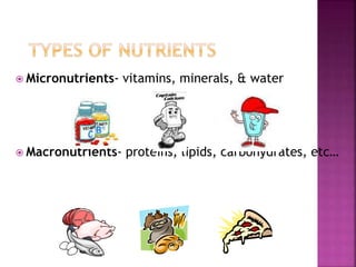 Anatomy and Physiology of Digestive System | PPT