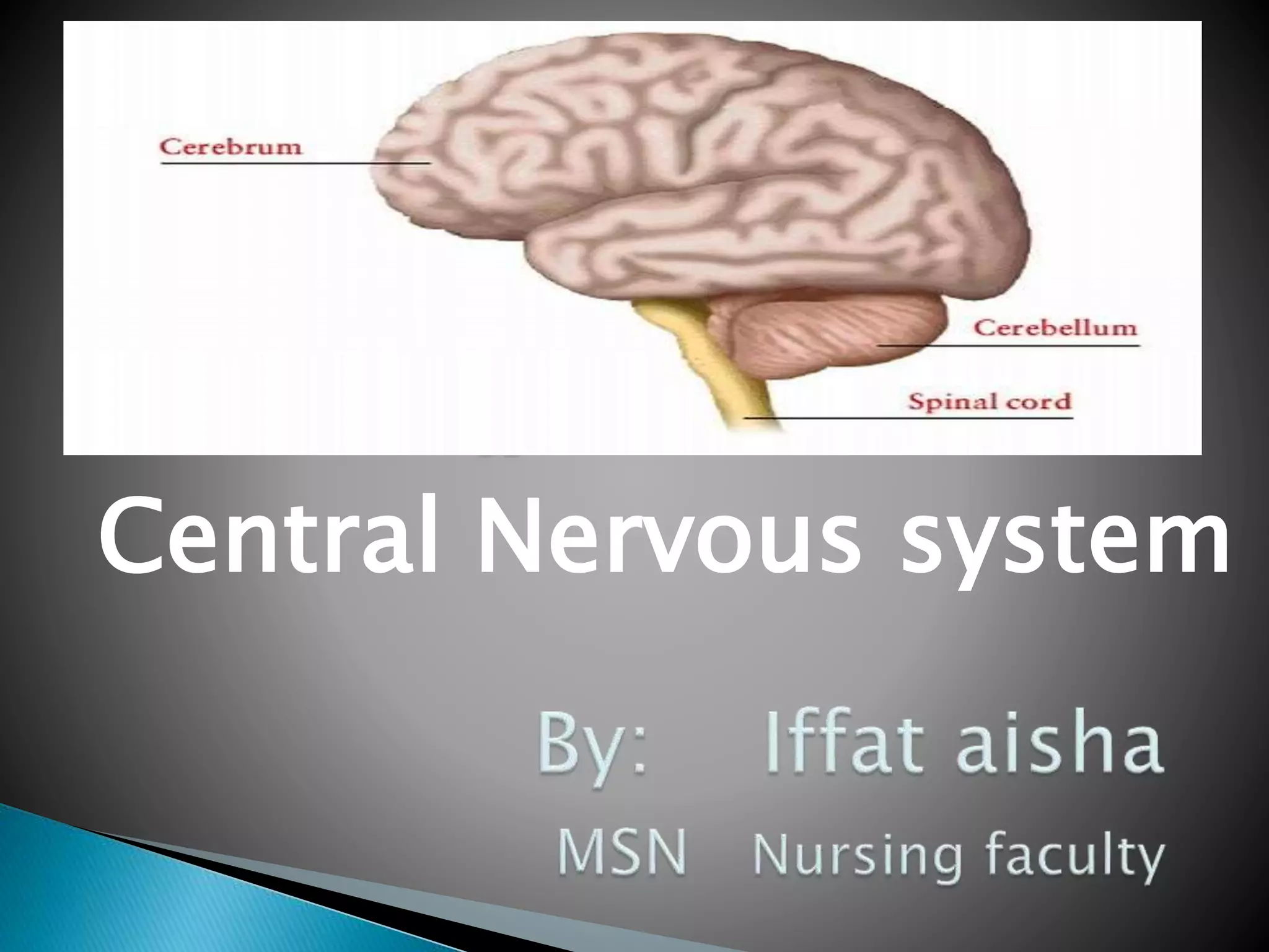Anatomy & Physiology of Central Nervous System | PPT | Brain and Nervous System Disorders ...