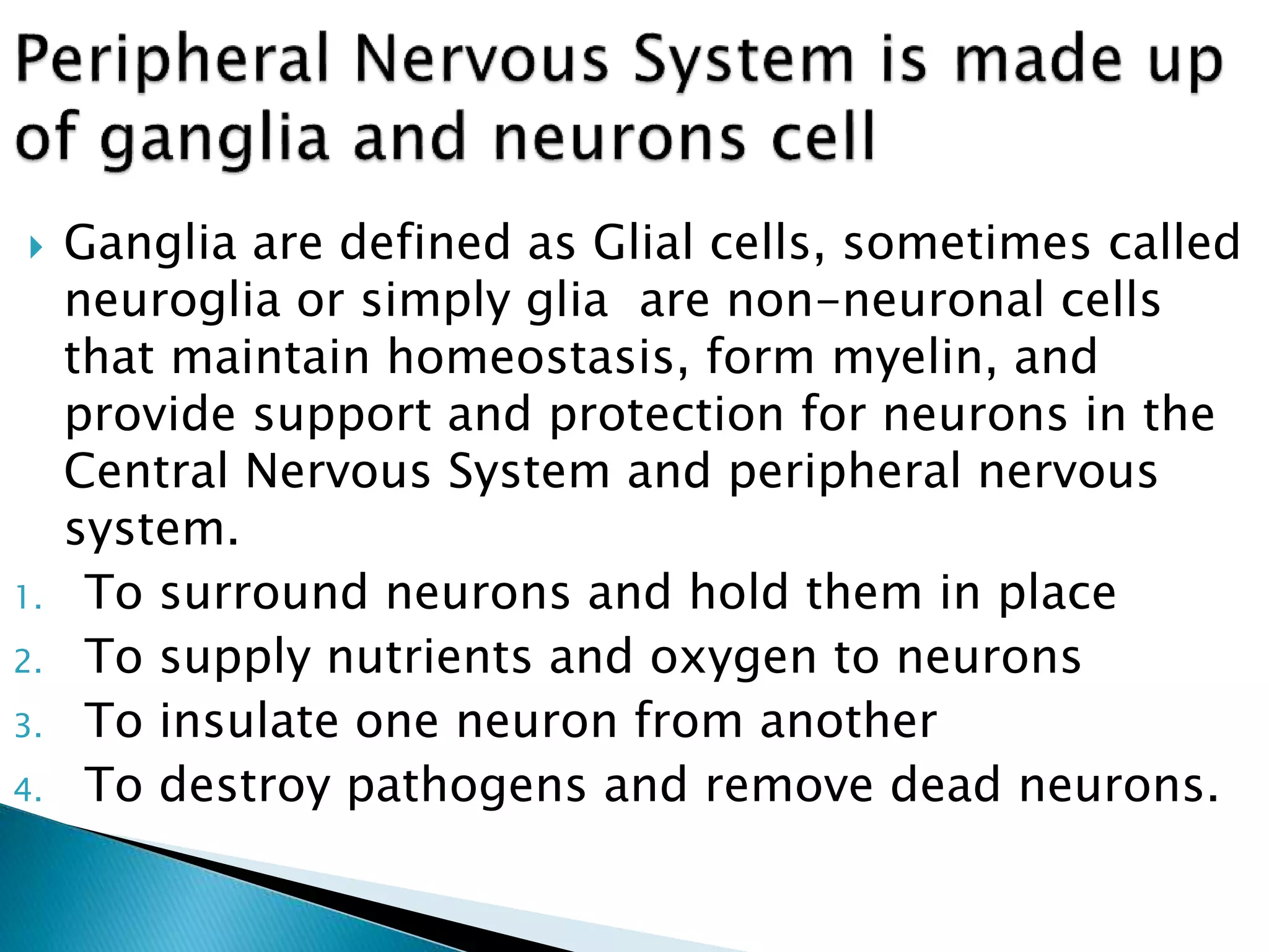 Anatomy & Physiology of Central Nervous System | PPT | Brain and ...