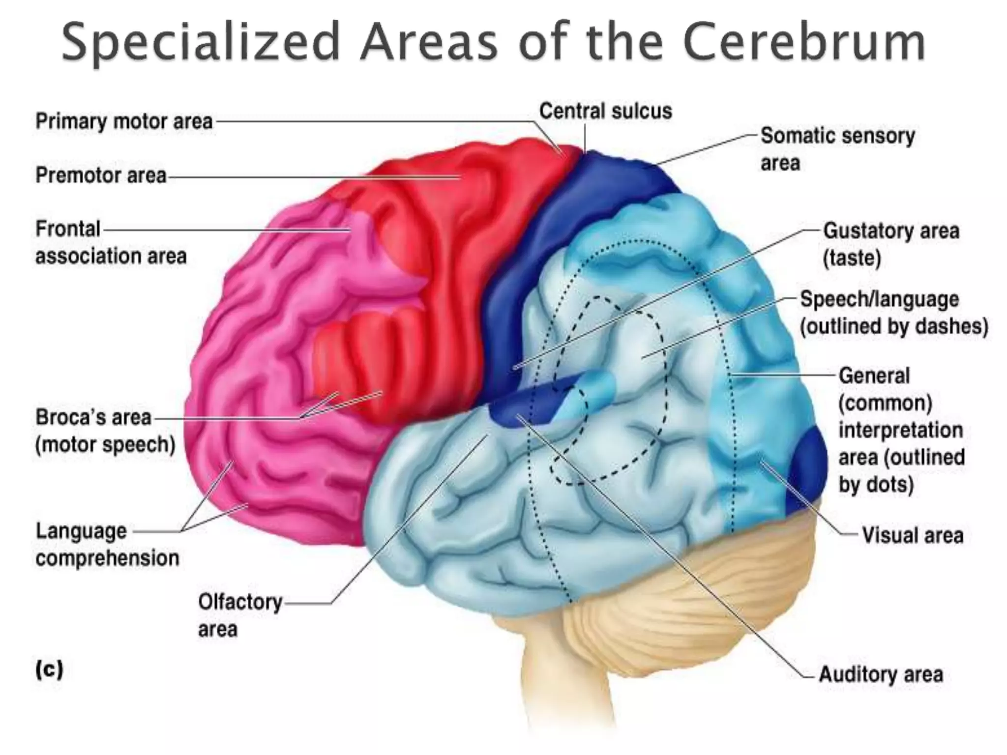 Anatomy & Physiology of Central Nervous System | PPT | Brain and ...