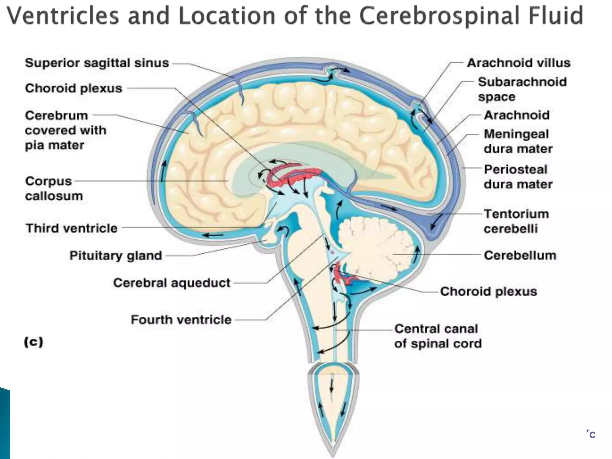 Anatomy & Physiology of Central Nervous System | PPT | Brain and ...