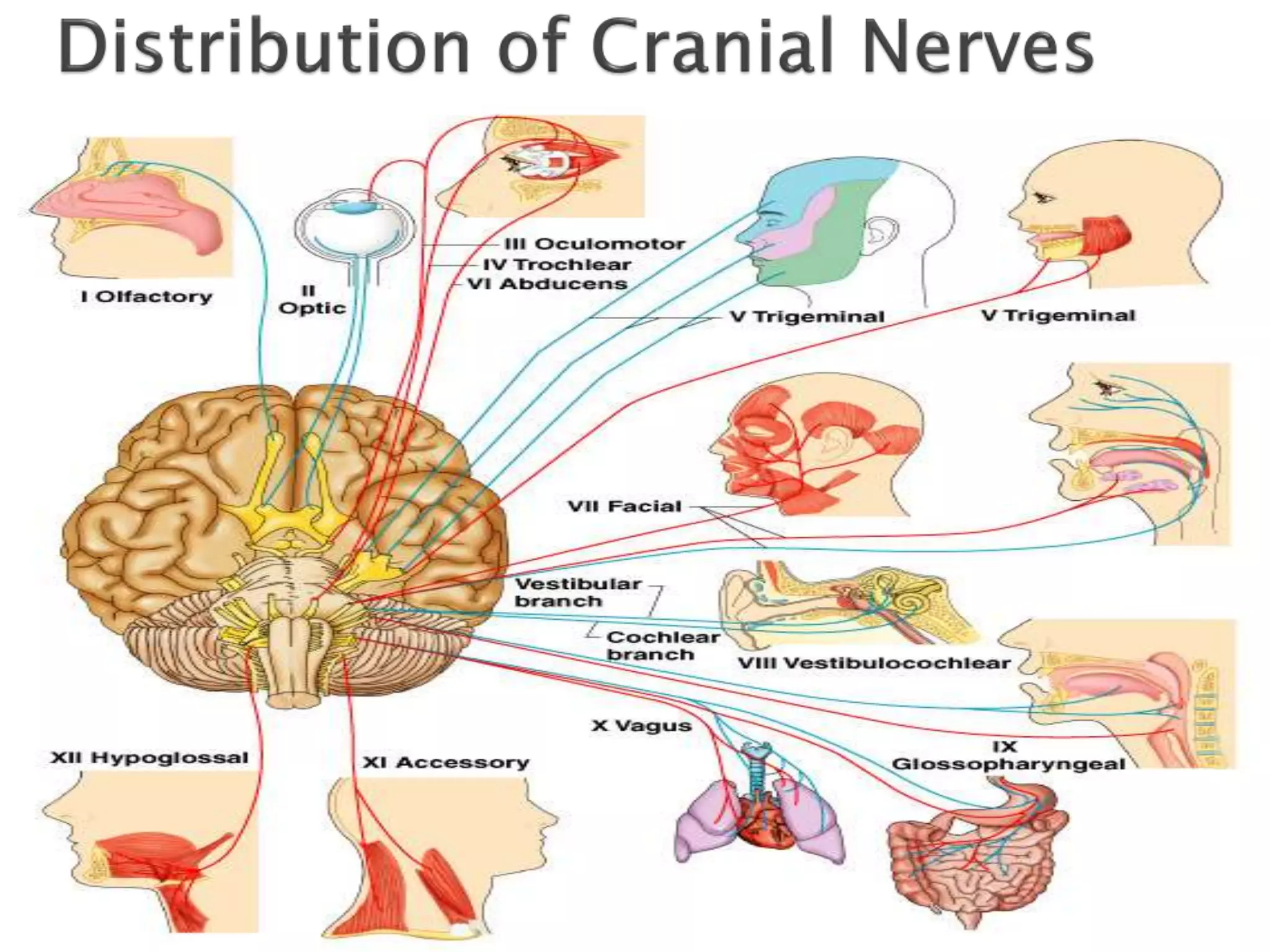 Anatomy & Physiology of Central Nervous System | PPT | Brain and ...