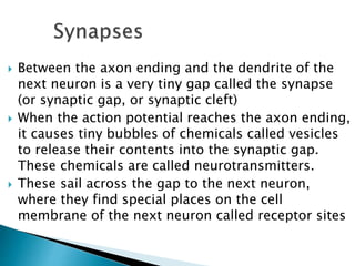Anatomy & Physiology of Central Nervous System | PPT