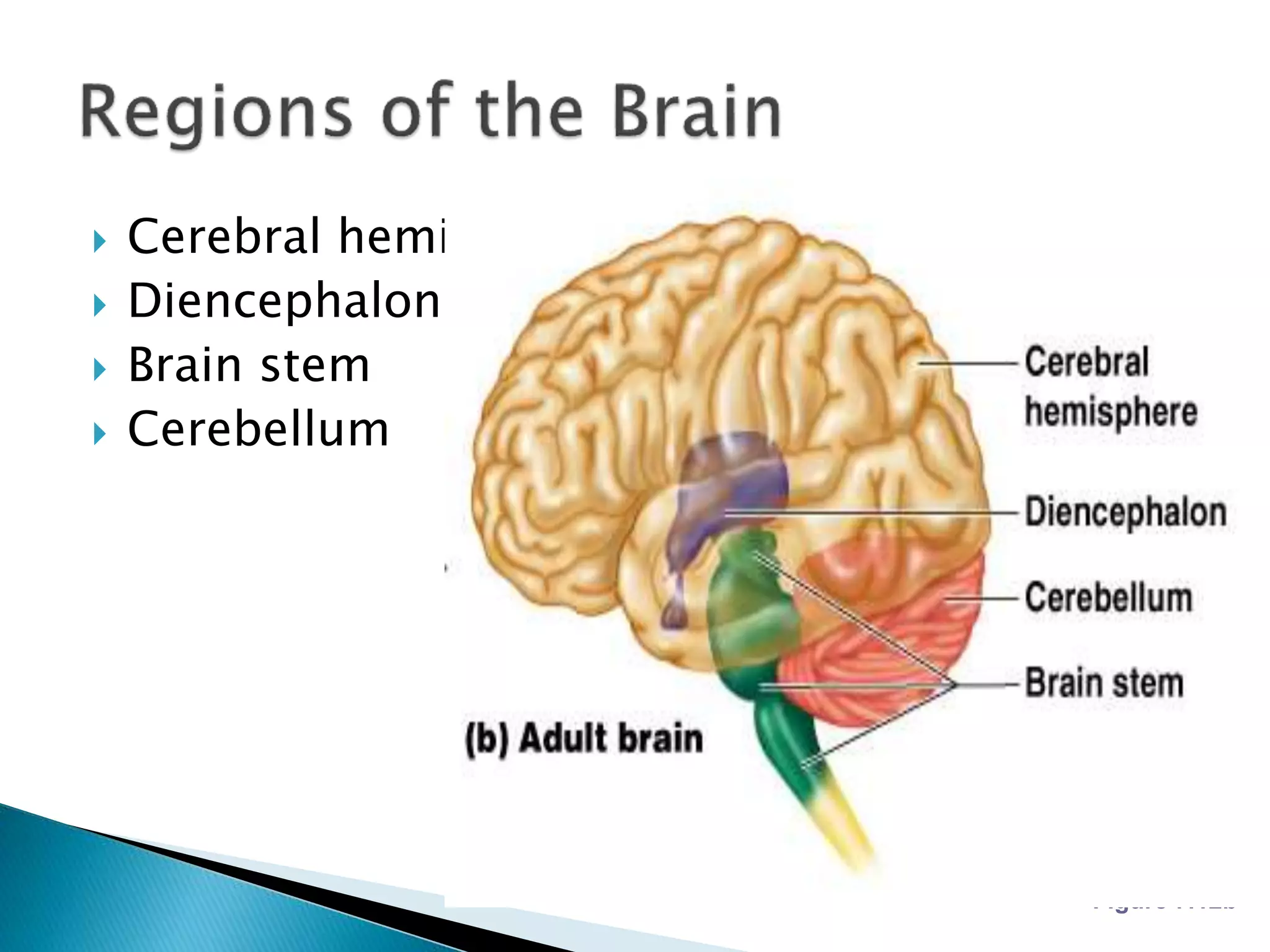 Anatomy and physiology of Central Nervous System | PPT